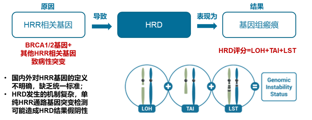 同源重组缺陷（HRD）：检测方法 - 世和基因